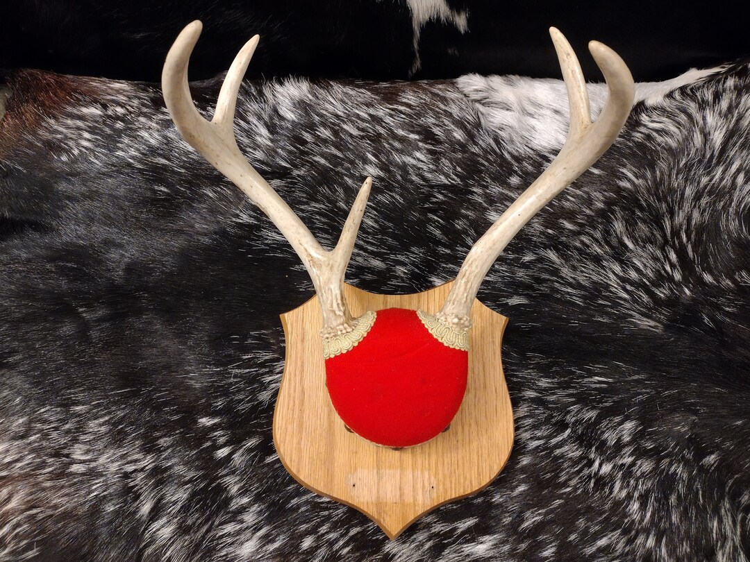 5 Point Deer Antler Mount - Etsy