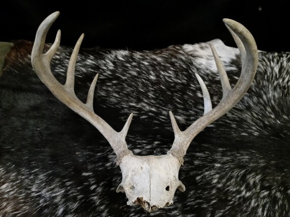 Taxidermy & Curiosities Partial Skull With Antlers Home & Living etna ...