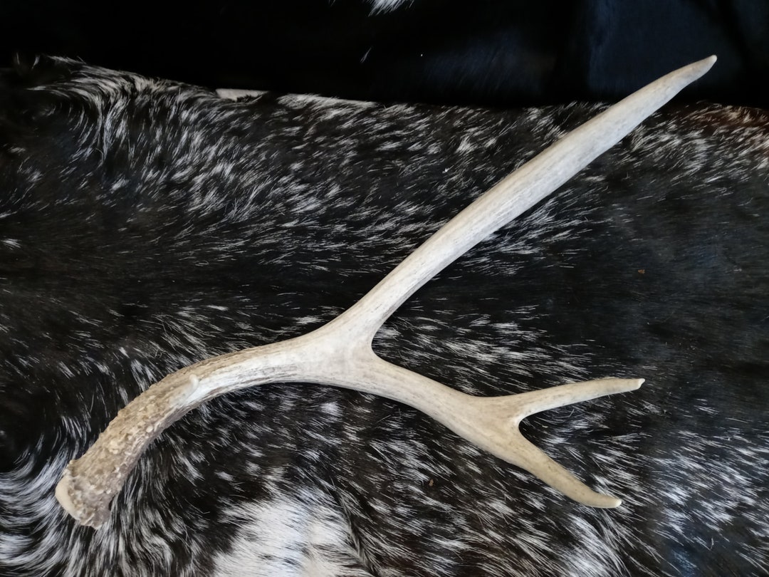 3 Point Mule Deer Antler Shed - Etsy
