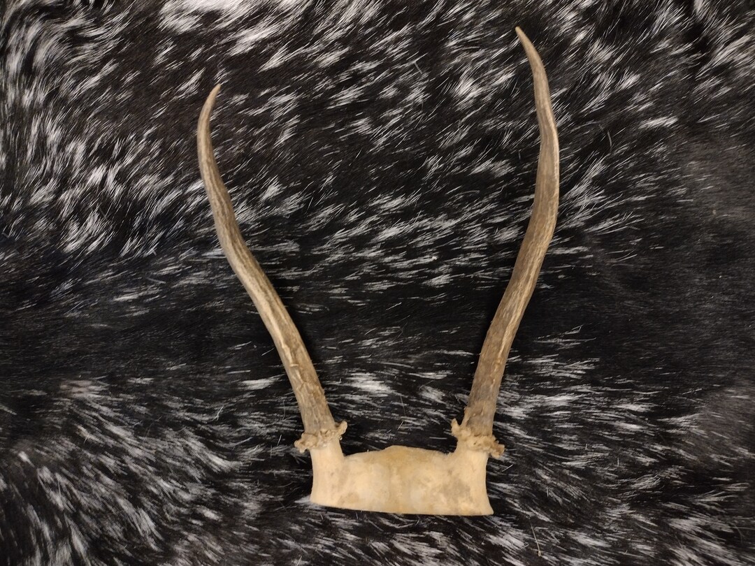 Spike Mule Deer Antlers - Etsy
