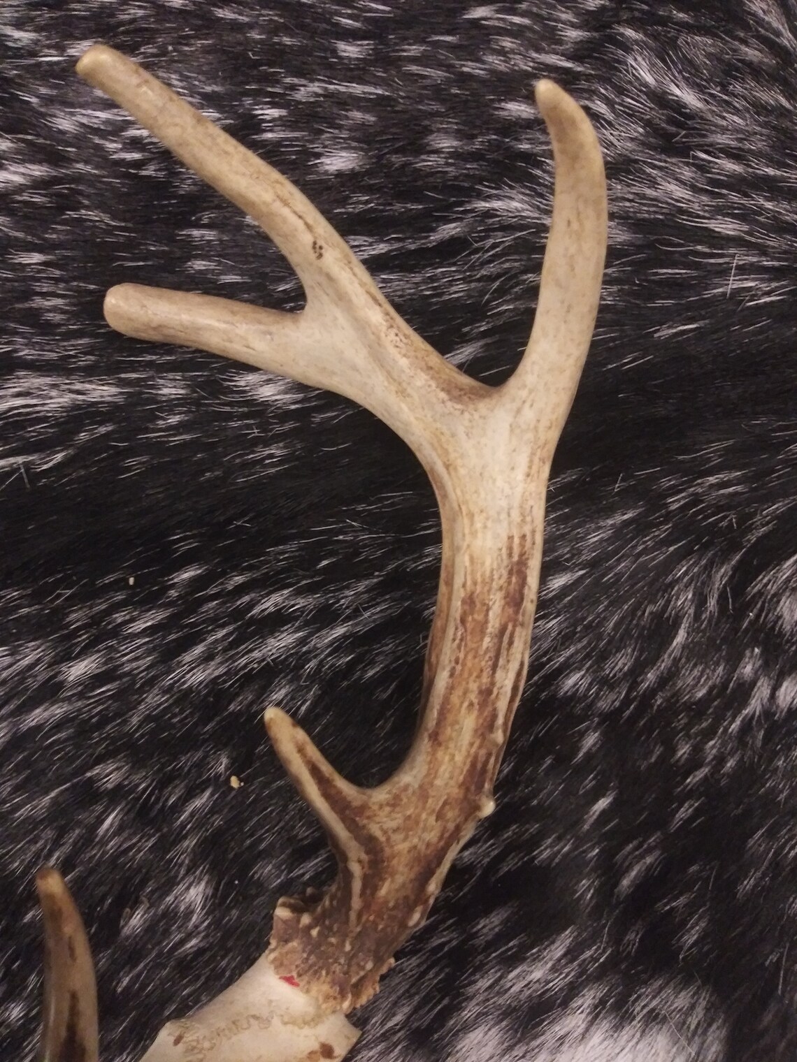 8 Point Deer Antlers - Etsy