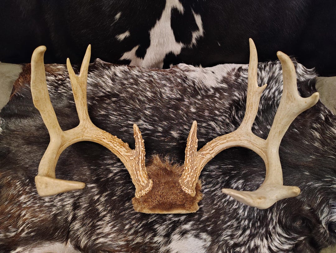 12 Point Mule Deer Antlers - Etsy