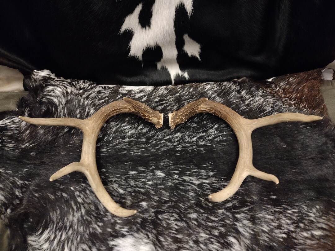 8 Point Deer Antlers - Matched Pair - Etsy