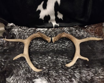 8 Point Deer Antlers - Matched Pair - Etsy