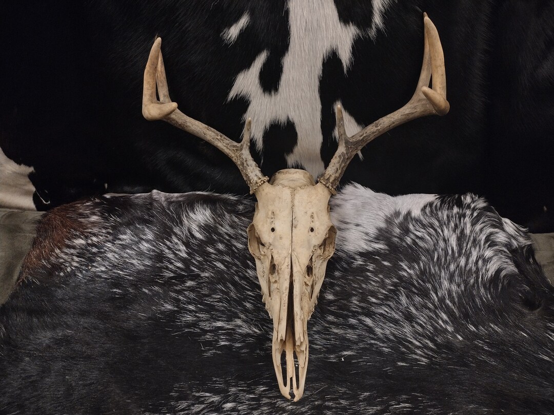 Whitetail Deer Skull With Antlers - Etsy
