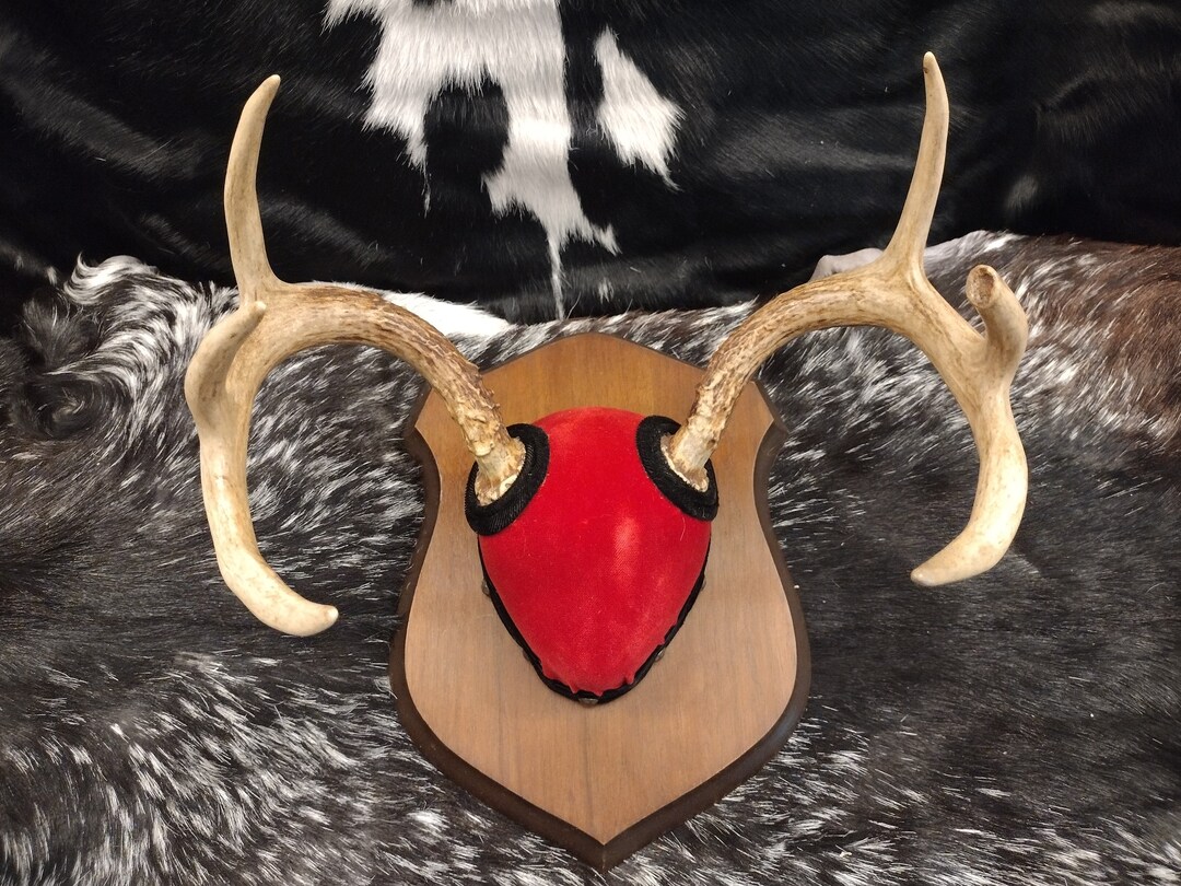 6 Point Deer Antler Mount - Etsy