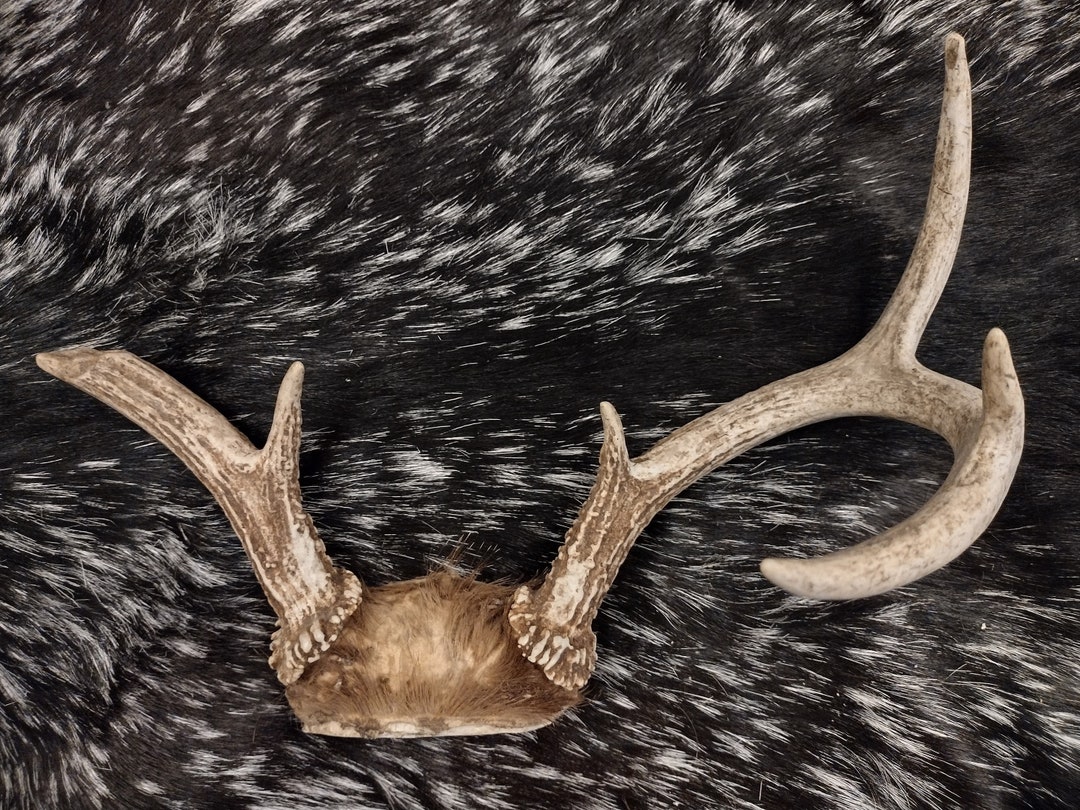 8 Point Deer Antlers - Broken - Etsy