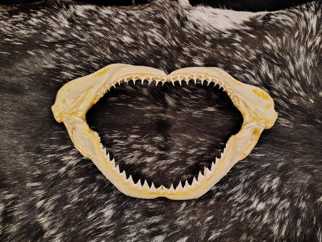 Bull Shark Jaw - Etsy