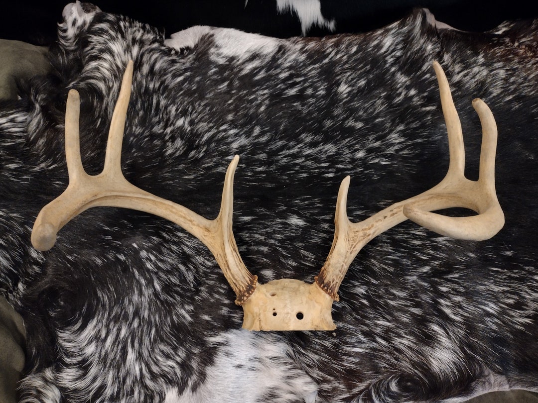 8 Point Deer Antlers - Etsy