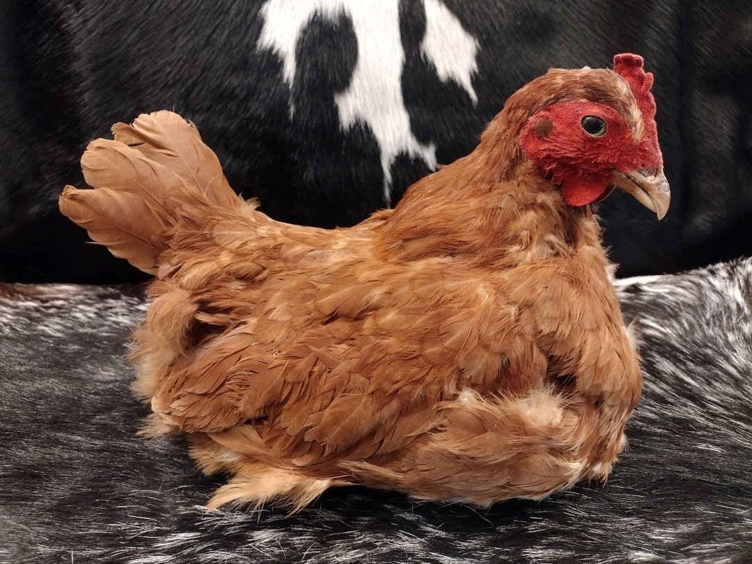 Chicken Mount - Etsy