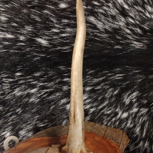 Spike Deer Antler Mount - Etsy