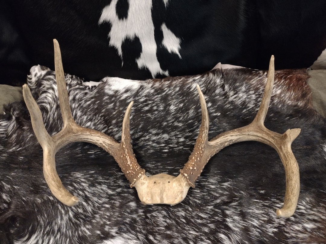 8 Point Deer Antlers - Etsy