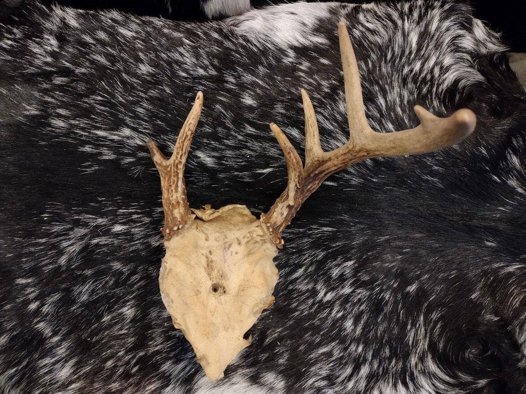 10 Point Deer Antlers - Broken - Etsy