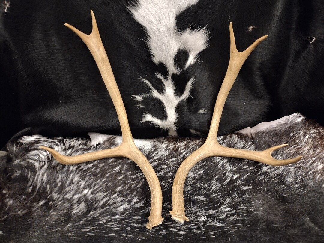 7 Point Mule Deer Antlers -matched Pair - Etsy