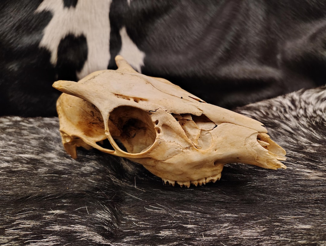 Spike Buck Whitetail Deer Skull - Etsy