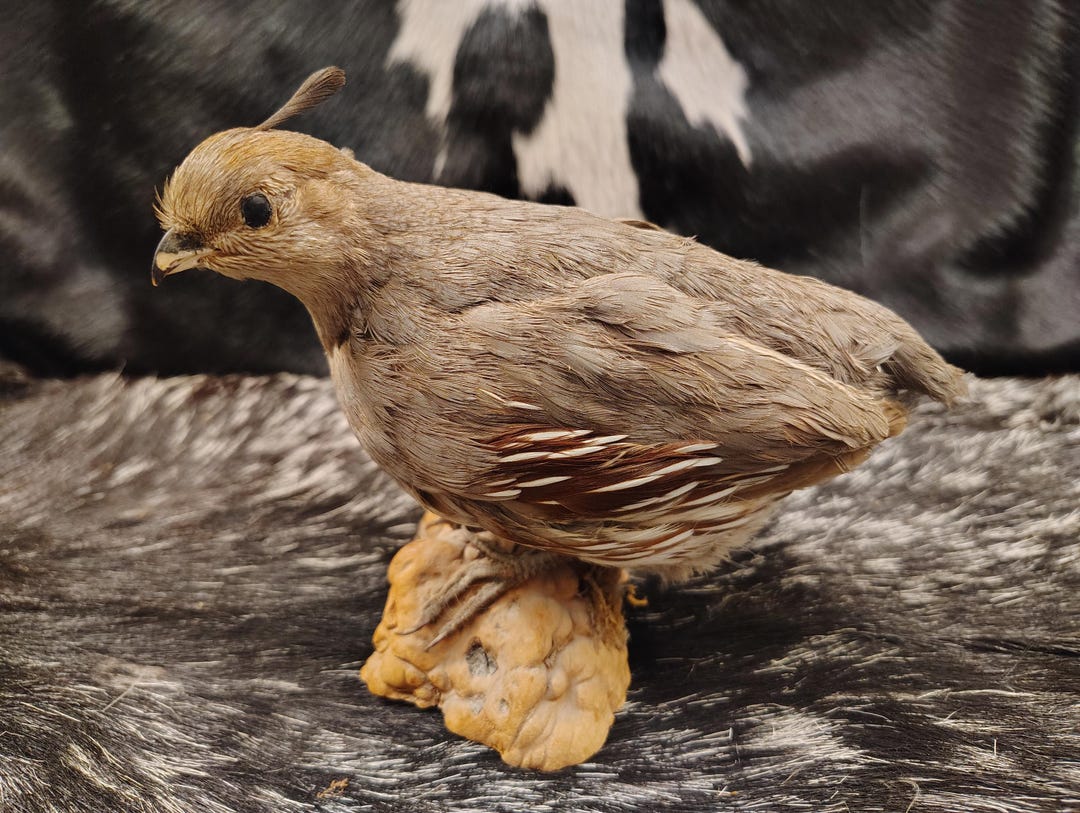 Quail Mount - Etsy