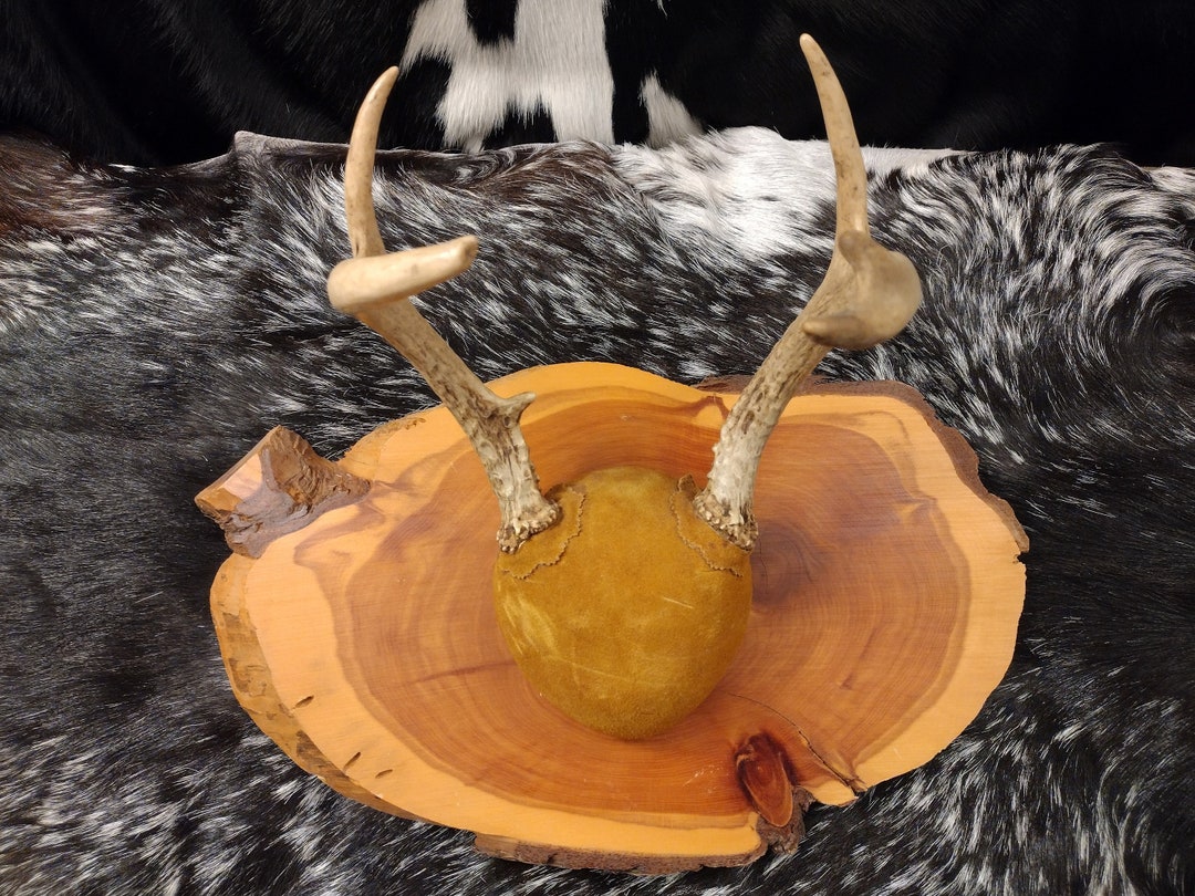 6 Point Deer Antler Mount - Etsy