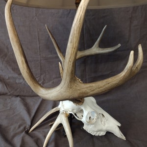 Deer Skull Lamp - Etsy