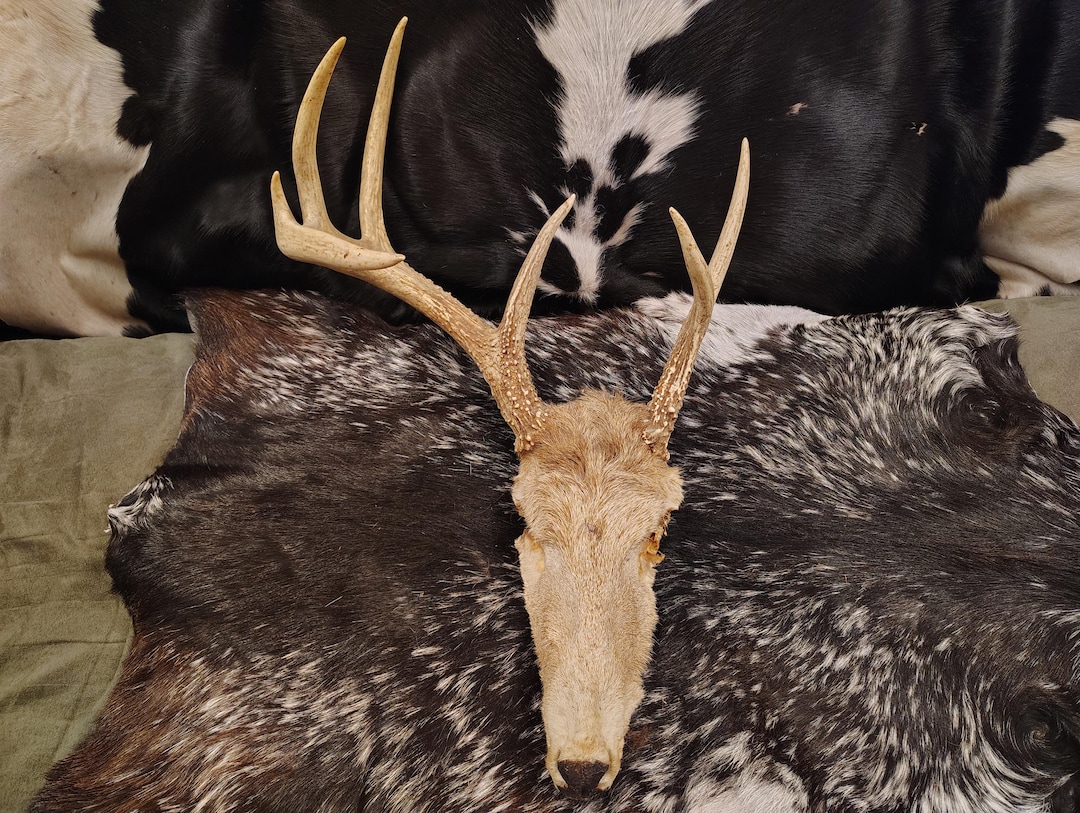 7 Point Deer Antlers With Face - Etsy