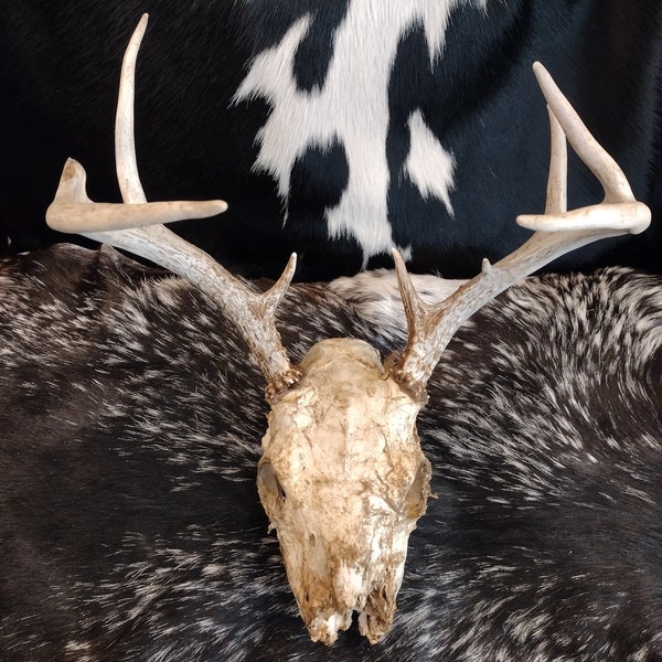 Whitetail Deer Skull - Etsy
