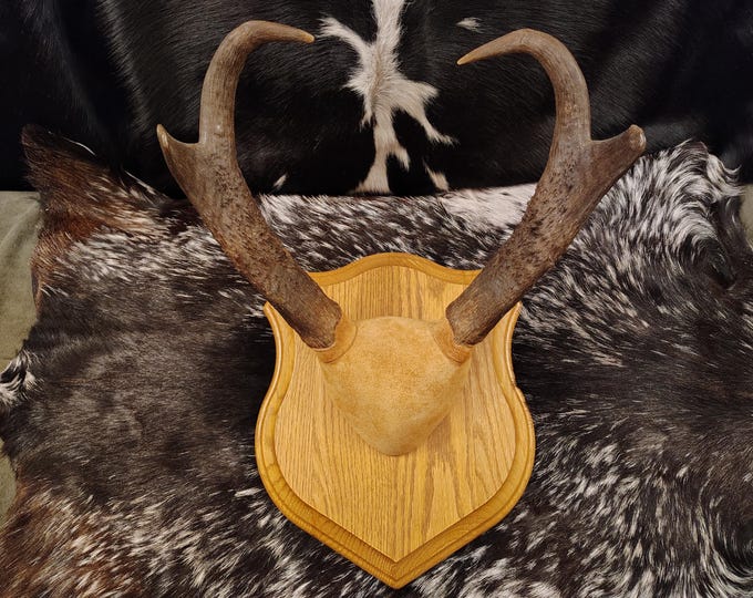 Antelope Pronghorn Mount - Etsy