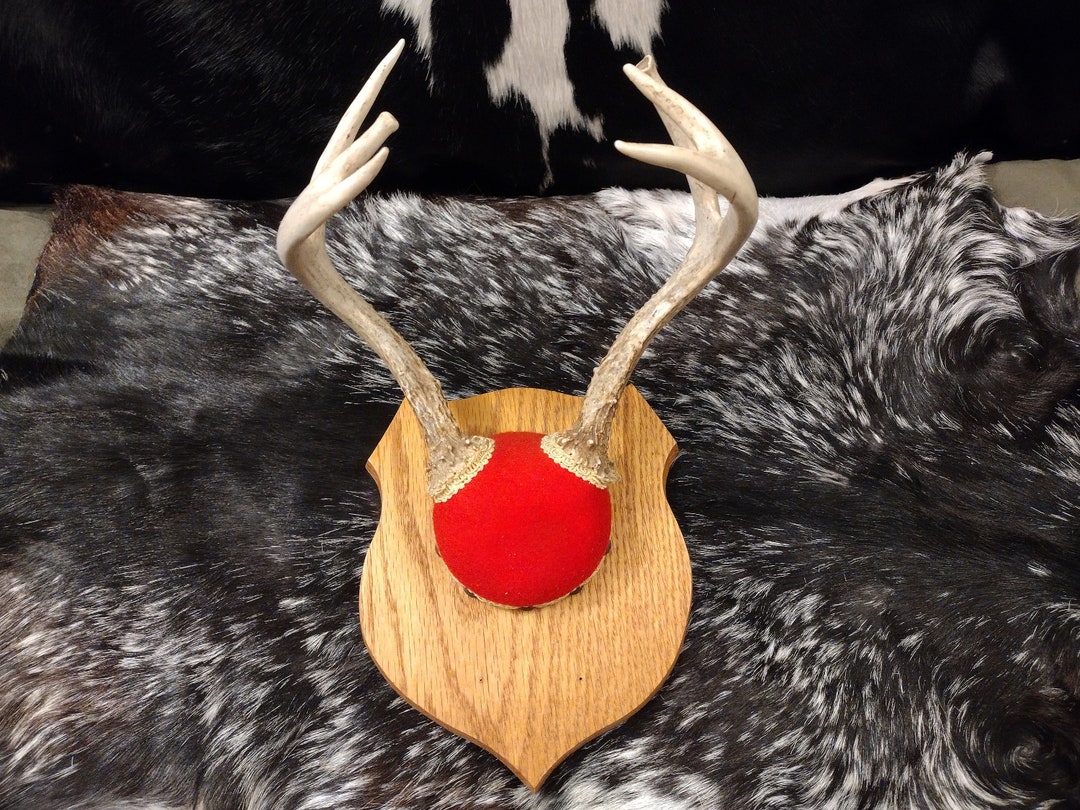 6 Point Deer Antler Mount - Etsy