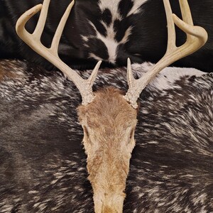 8 Point Deer Antlers With Face - Etsy