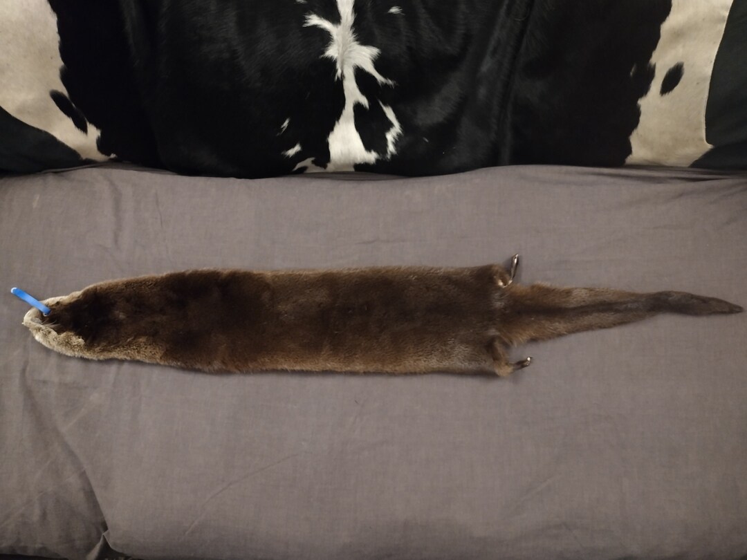 Otter Pelt - Etsy