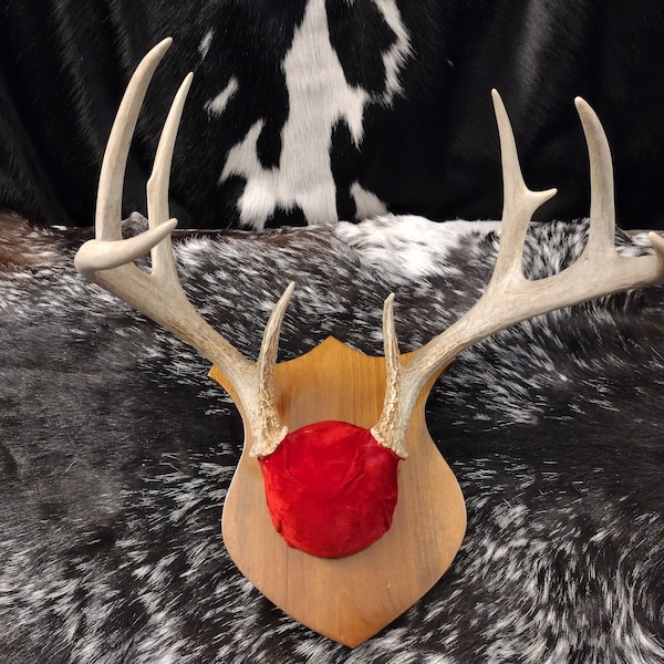 Deer Antler Decor - Etsy