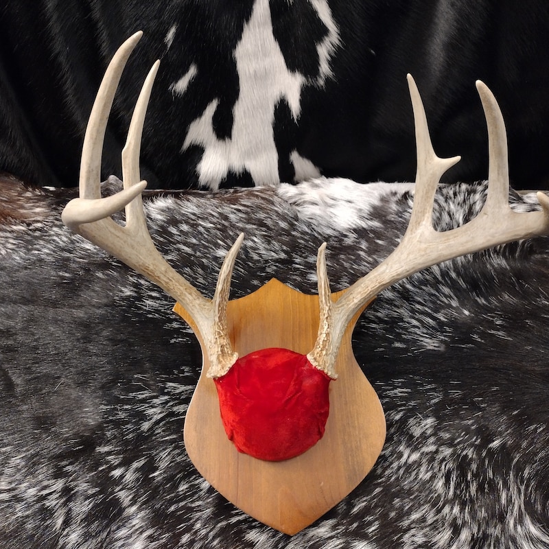 Deer Antler Mount - Etsy