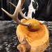 6 Point Deer Antler Mount - Etsy