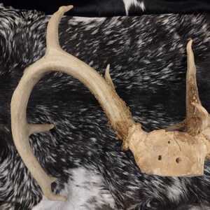12 Point Deer Antlers - Broken - Etsy