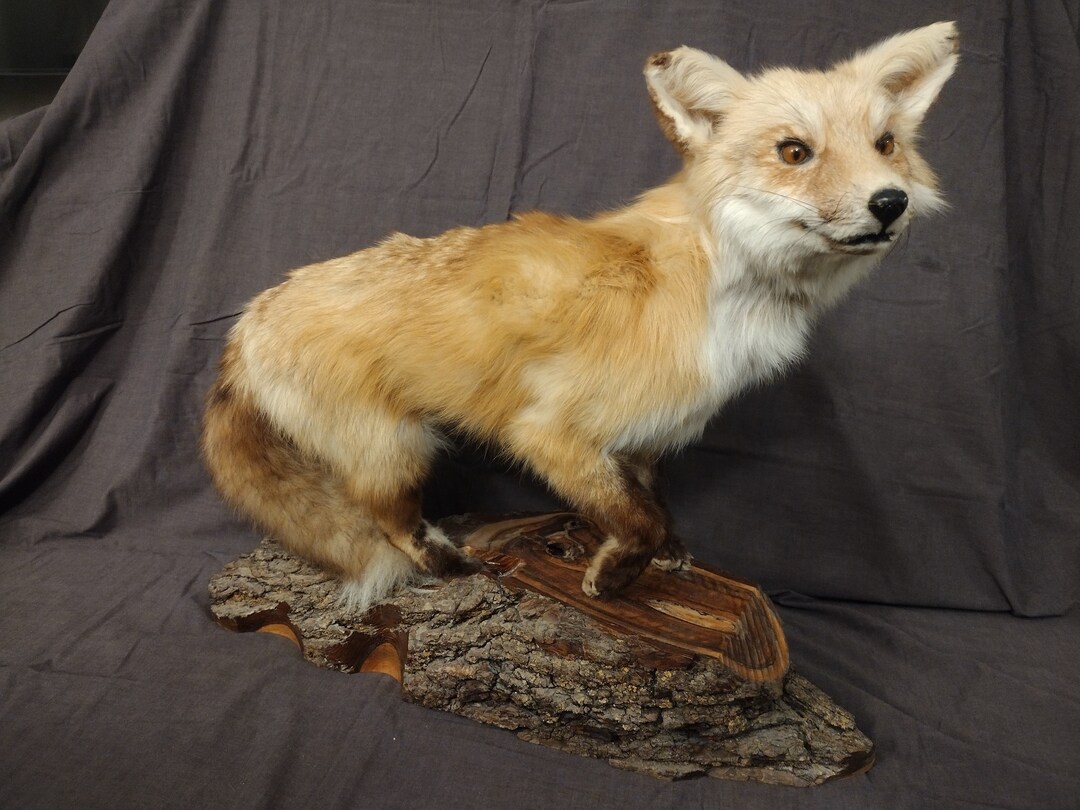 Red Fox Mount - Etsy