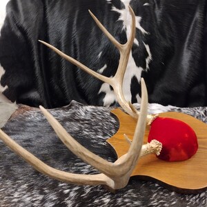 6 Point Mule Deer Antler Mount - Etsy