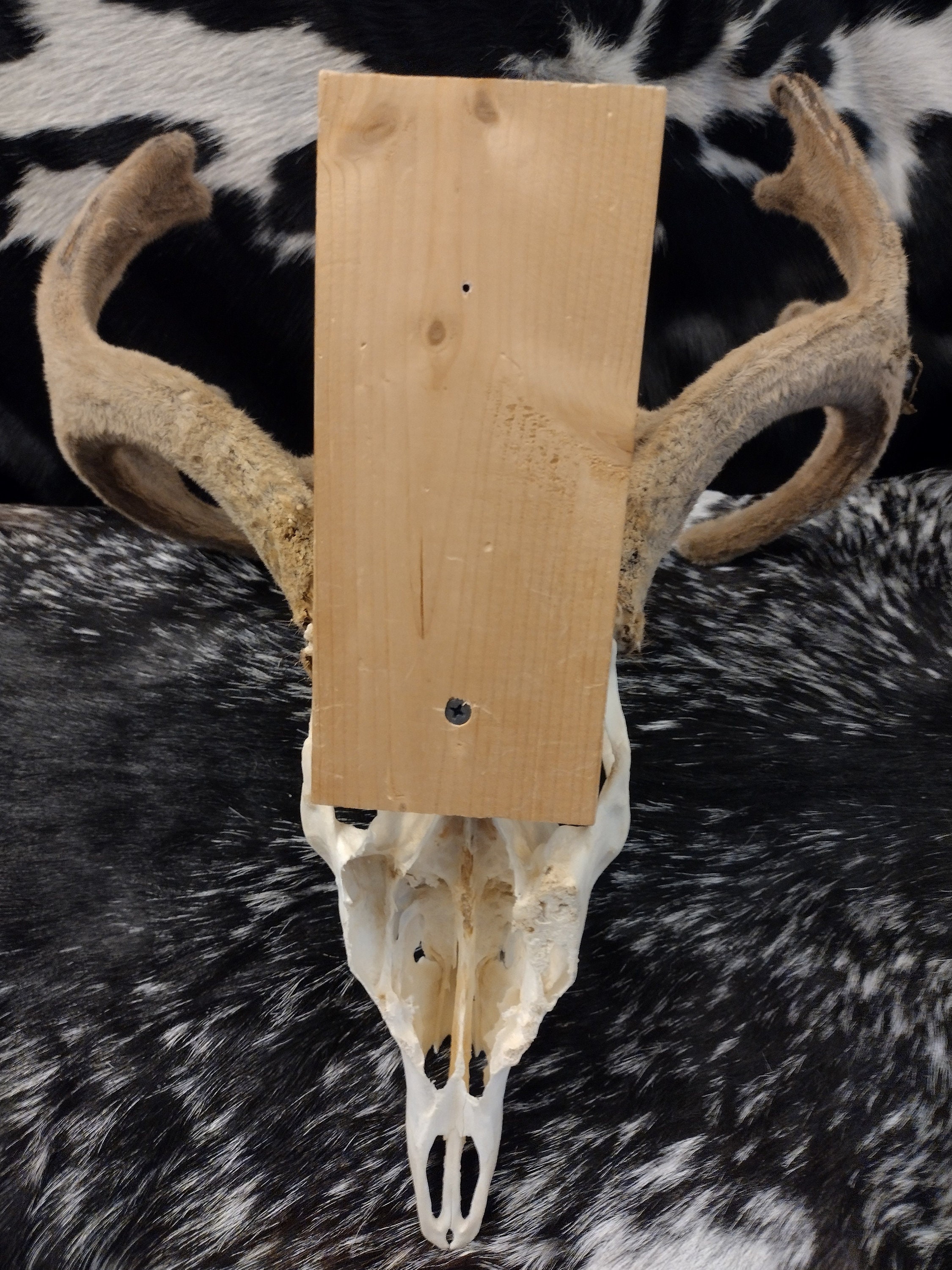 Mounted Mule Deer Skull With Antlers - Etsy