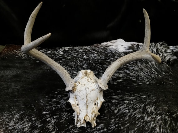 Taxidermy & Curiosities Partial Skull With Antlers Home & Living etna ...