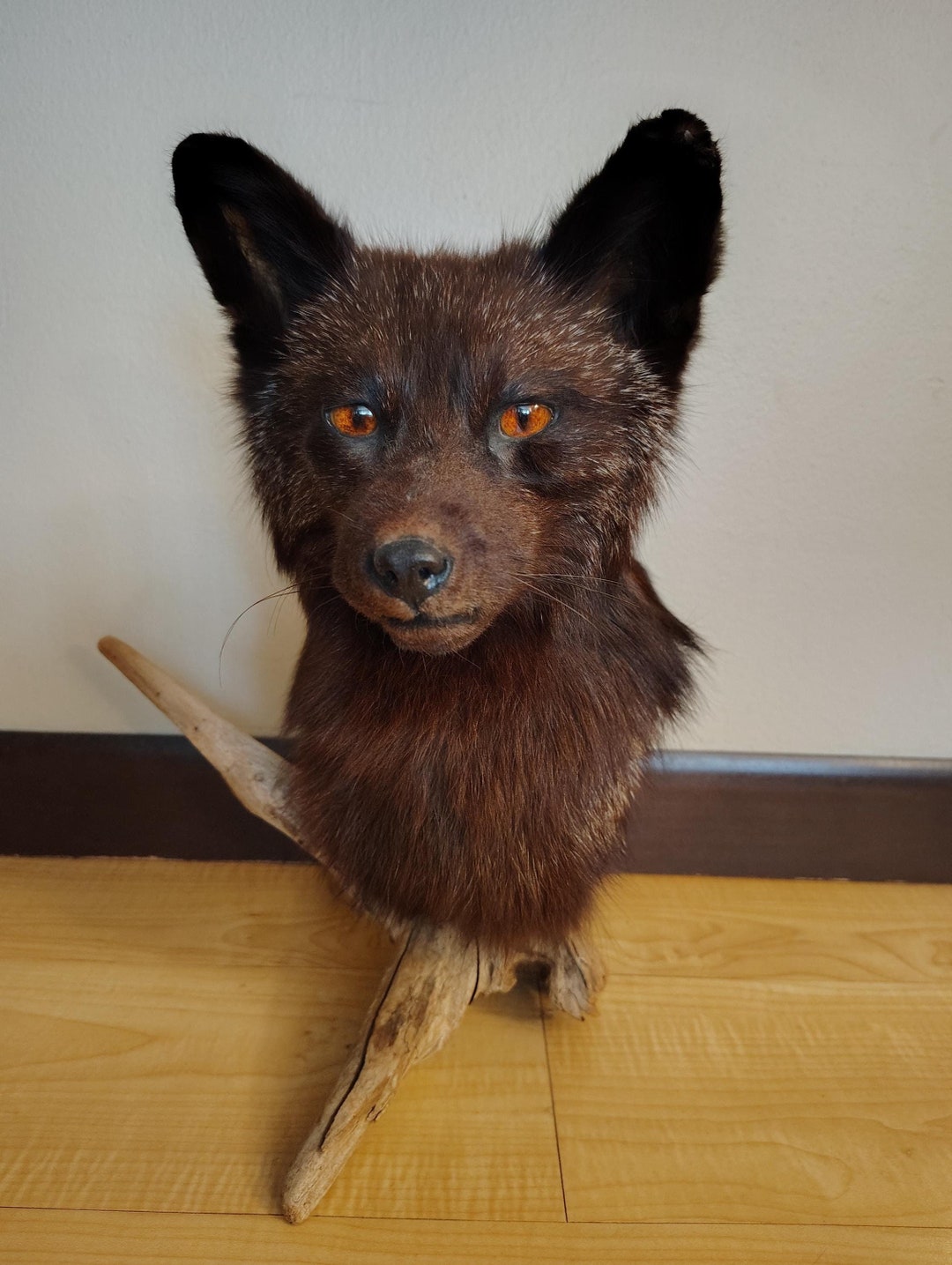 Fox Head Mount - Etsy