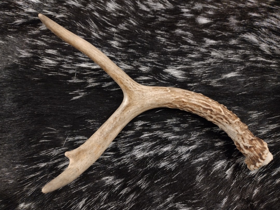 3 Point Antler Shed - Etsy