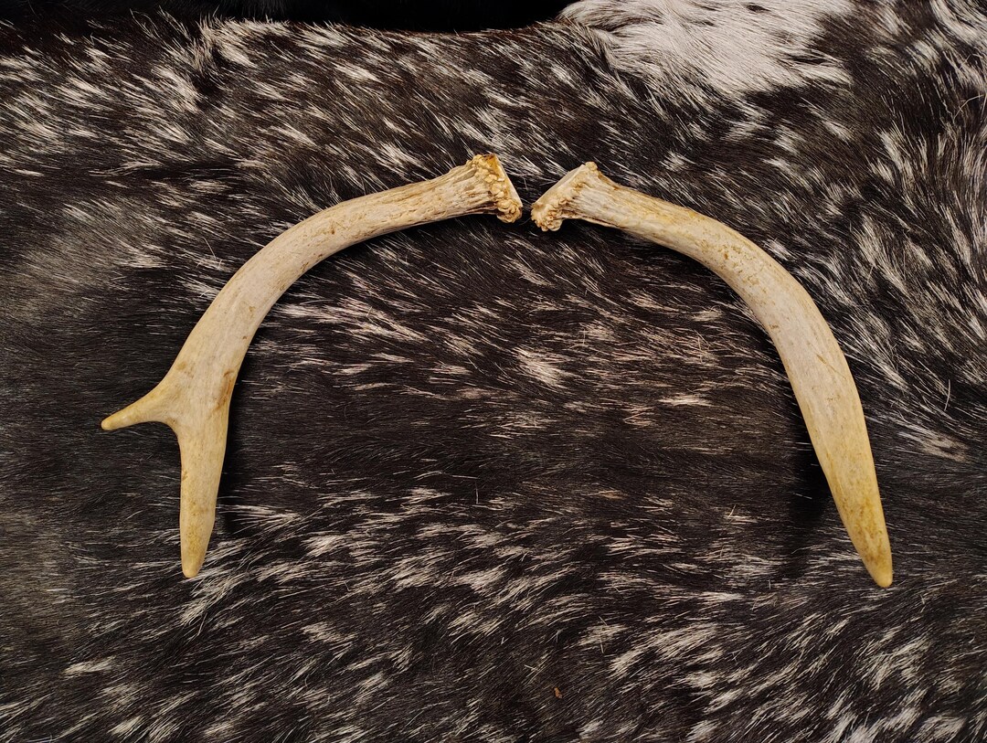 3 Point Deer Antlers - Matched Pair - Etsy