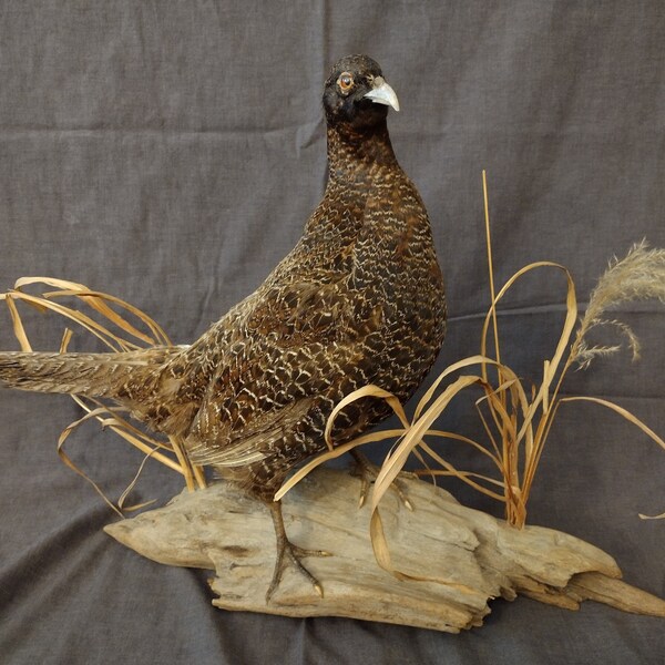 Standing Pheasant Mount - Etsy