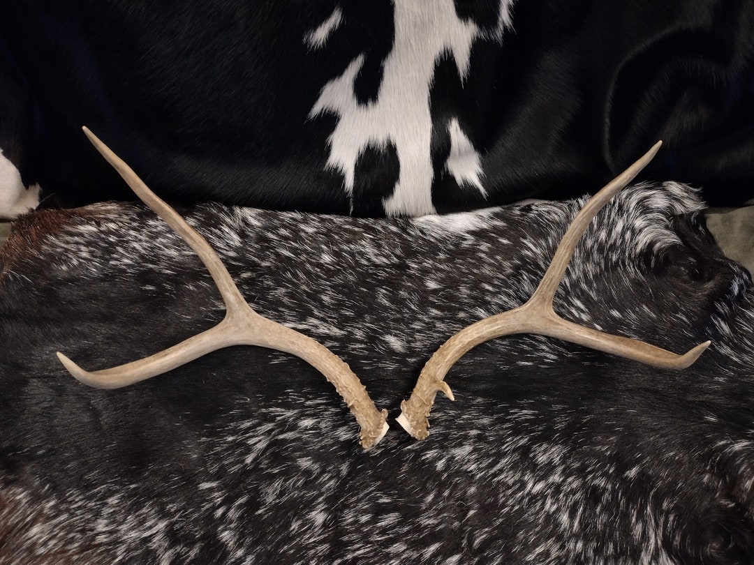 4 Point Mule Deer Antlers -matched Pair - Etsy