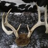 Spike Deer Antler Mount - Etsy
