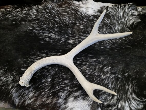 4 Point Mule Deer Antler Shed | Etsy