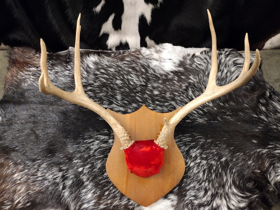 7 Point Mule Deer Antler Mount - Etsy