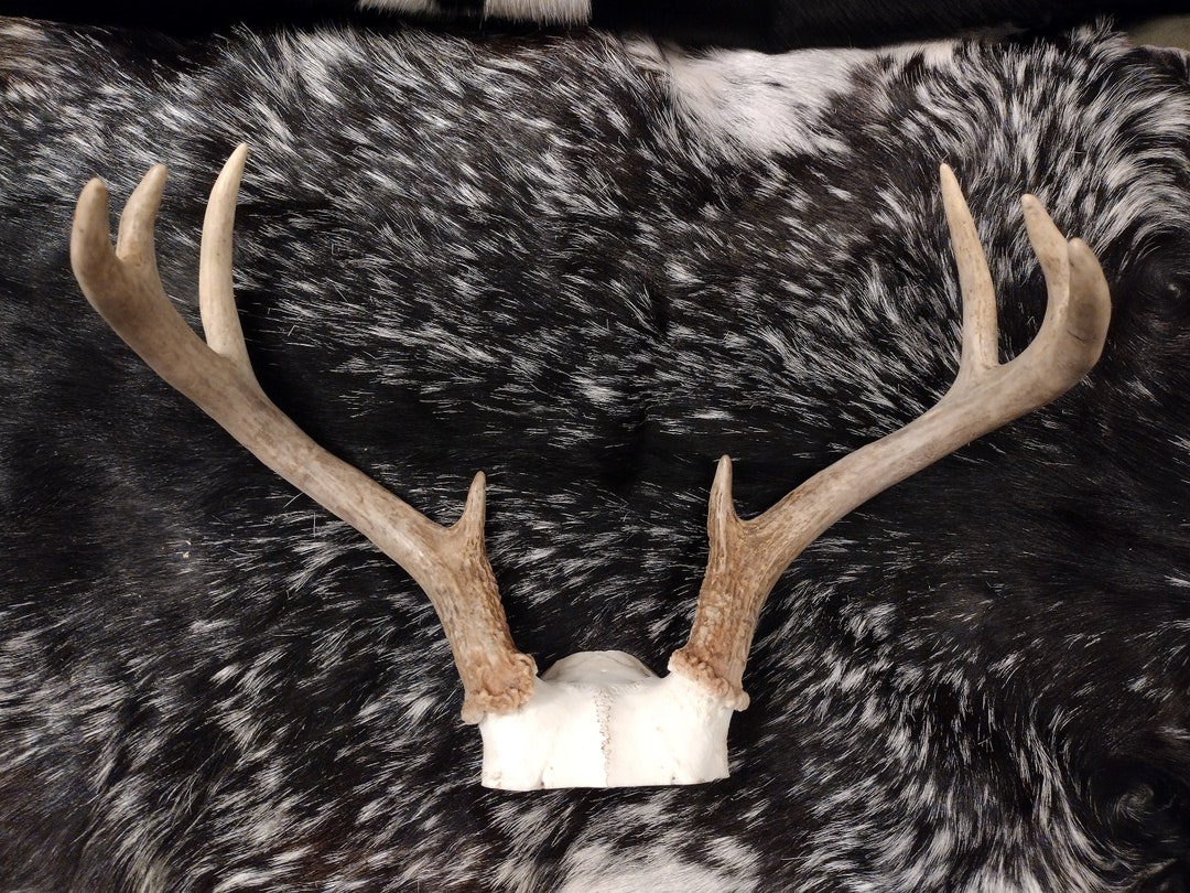 8 Point Deer Antlers - Etsy