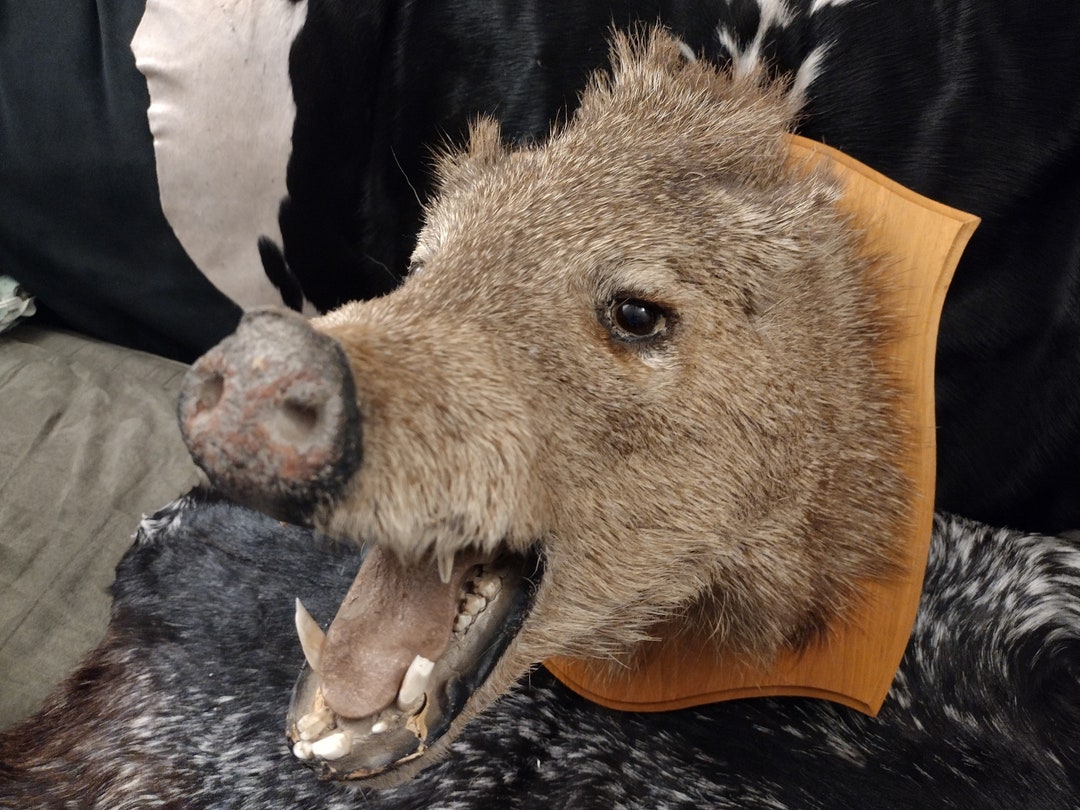 Javelina Mount - Etsy