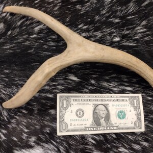 4 Point Mule Deer Antlers -matched Pair - Etsy