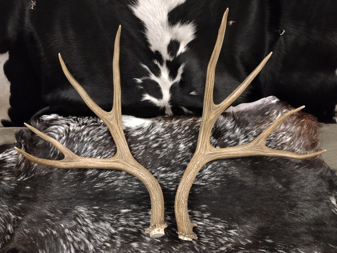 8 Point Mule Deer Antlers -matched Pair - Etsy
