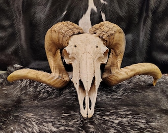 Real Ram Skull Head Sheep With Big Horns Western Decoration Man Cave ...