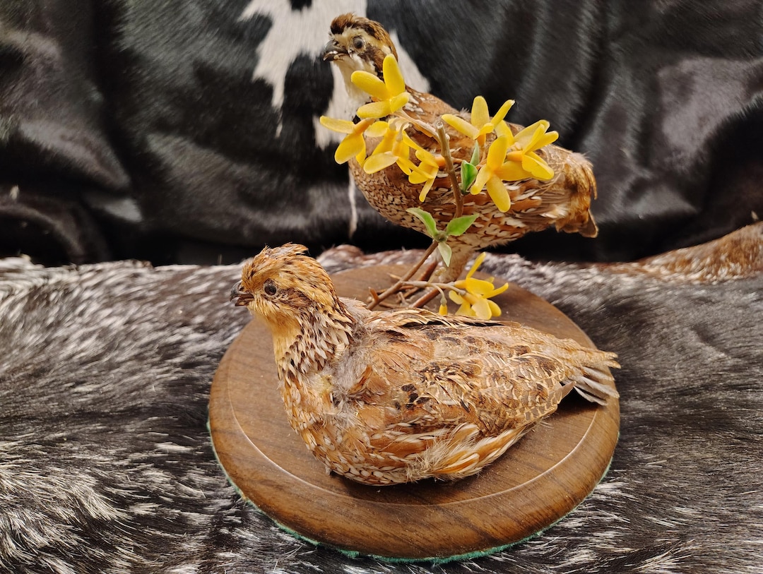 Damaged Double Quail Mount - Etsy